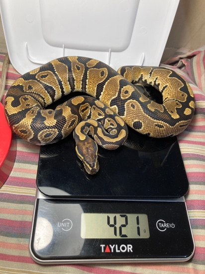 Quad Het TSK/Black Axanthic Hypo Monsoon Piebald Ball Python by SnakeMorphs.com