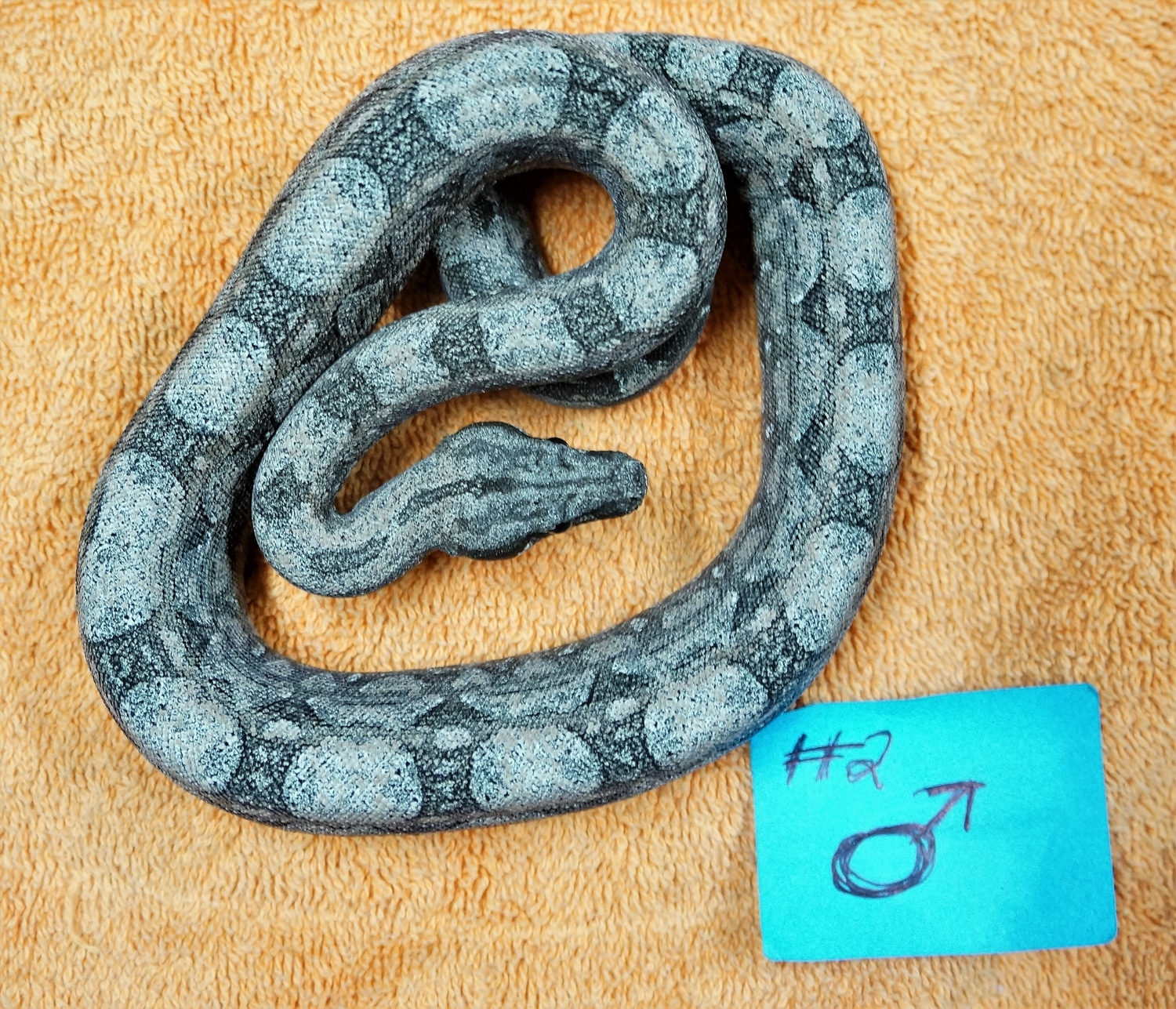 Boa Occidentalis 2022 Argentine Boa Constrictor by RL Snakes - MorphMarket