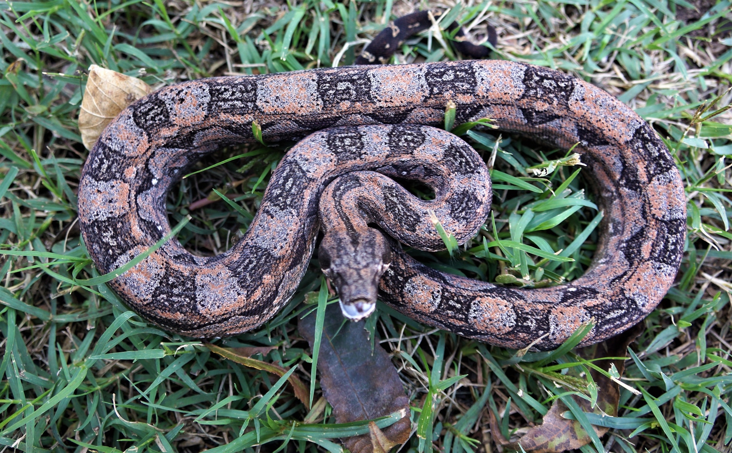 Argentine Boa Occidentalis 2022 Argentine Boa Constrictor by RL Snakes ...