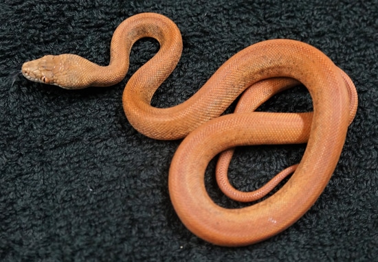 Savu Python Male "Liasis Savuensis" More Python by RL Snakes