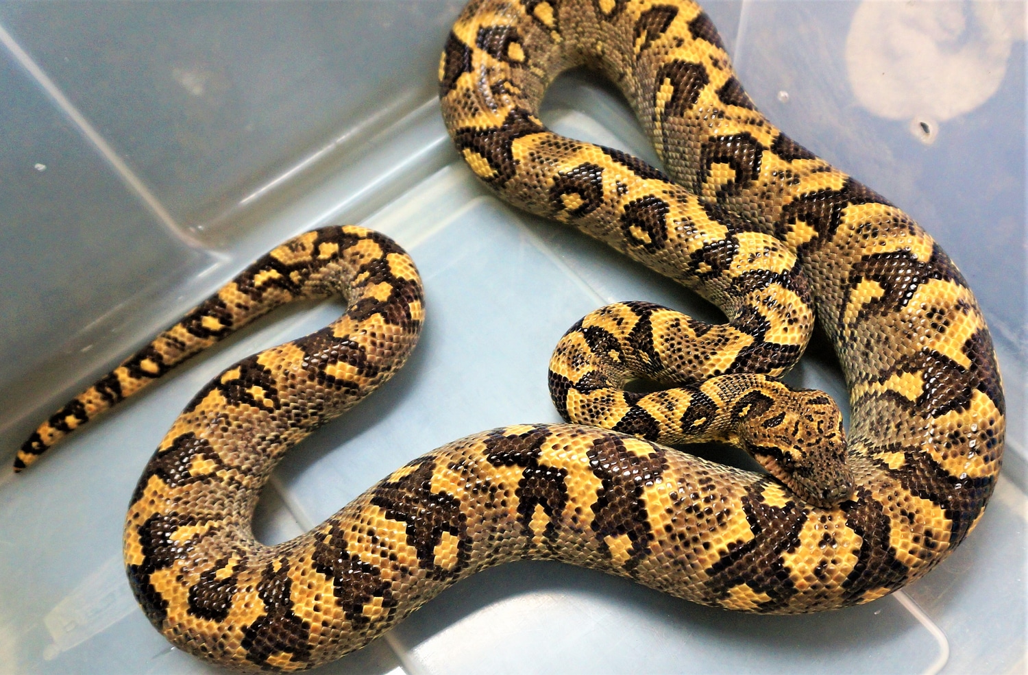 Madagascar Tree Boa Adult Female "Sanzinia Volontany" Other Tree Boa by ...