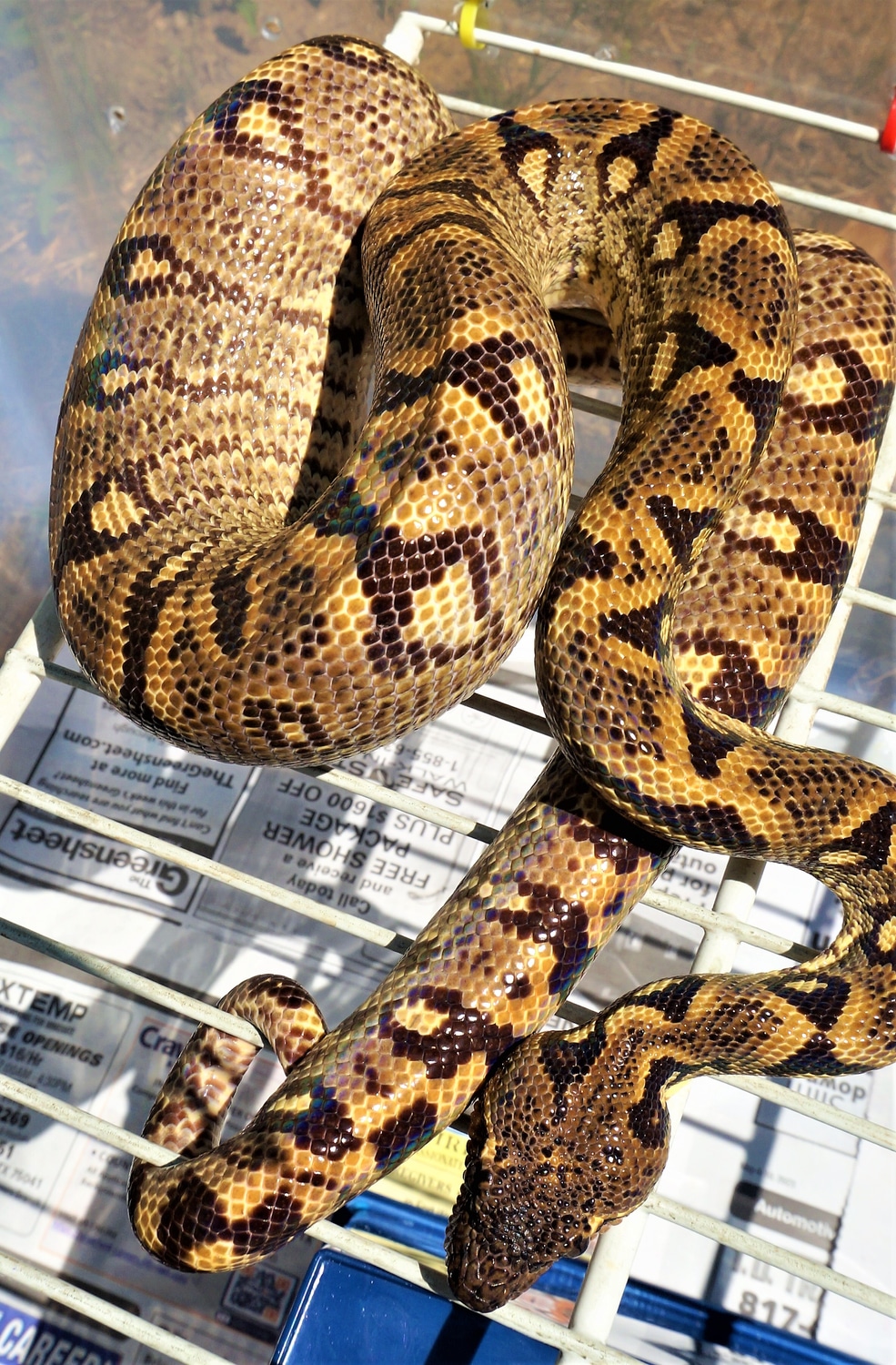 Madagascar Tree Boa 2019 Female "Sanzinia Volontany" Other Tree Boa by ...