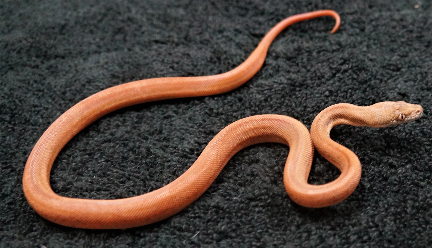 Savu Python 2023 Female "Liasis Savuensis" More Python by RL Snakes ...