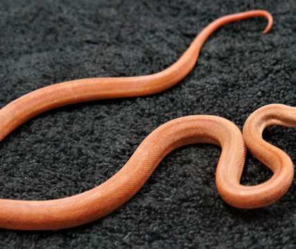 Dunns Python "Liasis Dunni" More Python by RL Snakes - MorphMarket