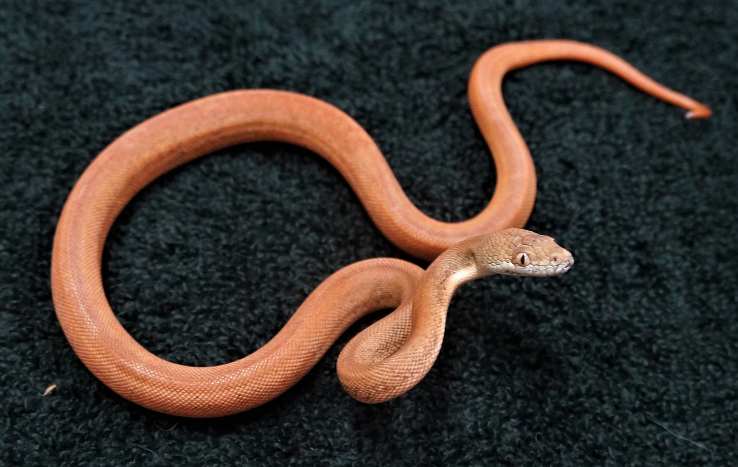 Savu Python 2023 Male "Liasis Savuensis" More Python by RL Snakes ...