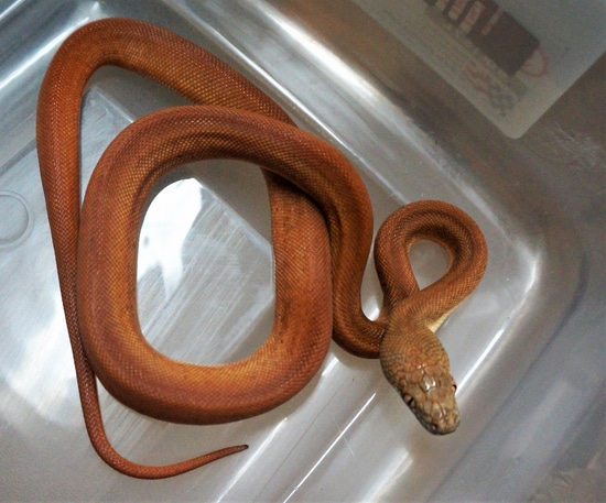 Savu Python 2023 Female "Liasis Savuensis" More Python by RL Snakes