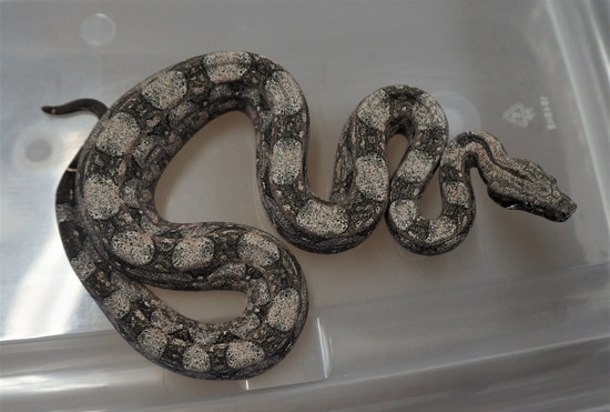 Argentine Boa Female 2024 Argentine Boa Constrictor by RL Snakes