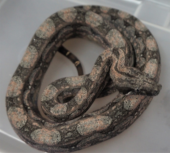 Argentine Boa Female 2024 Argentine Boa Constrictor by RL Snakes