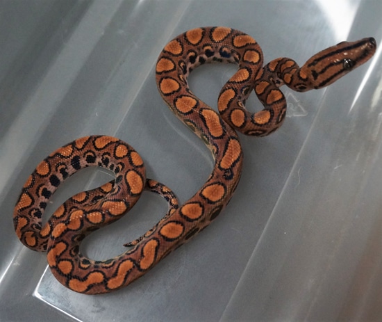 Rainbow Boa Male FREE SHIPPING! Brazilian Rainbow Boa by RL Snakes