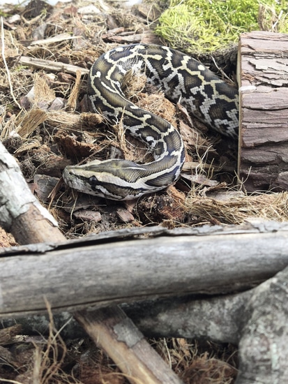 TH Patternless/Granite/Albino Burmese Python by Nevermore Scales