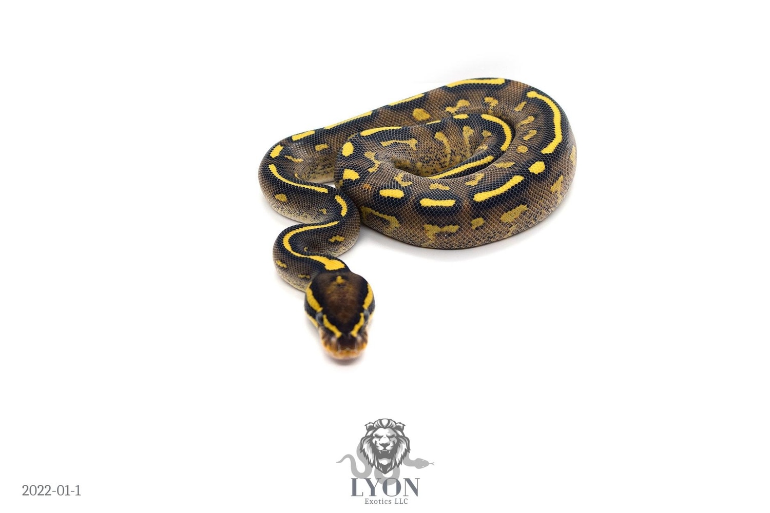 Super Gravel Ball Python by LYON Exotics LLC - MorphMarket