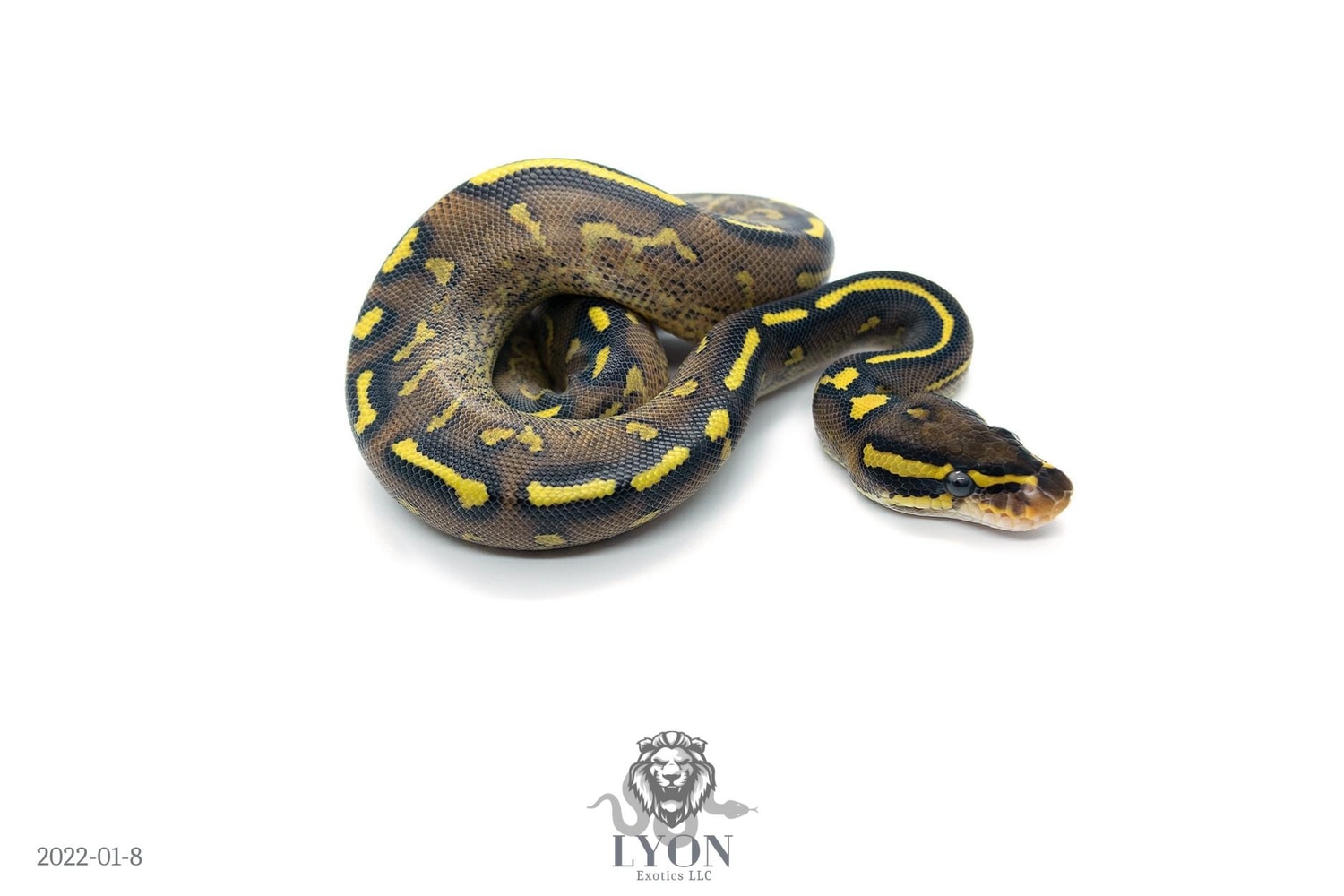 Super Gravel Ball Python by LYON Exotics LLC - MorphMarket
