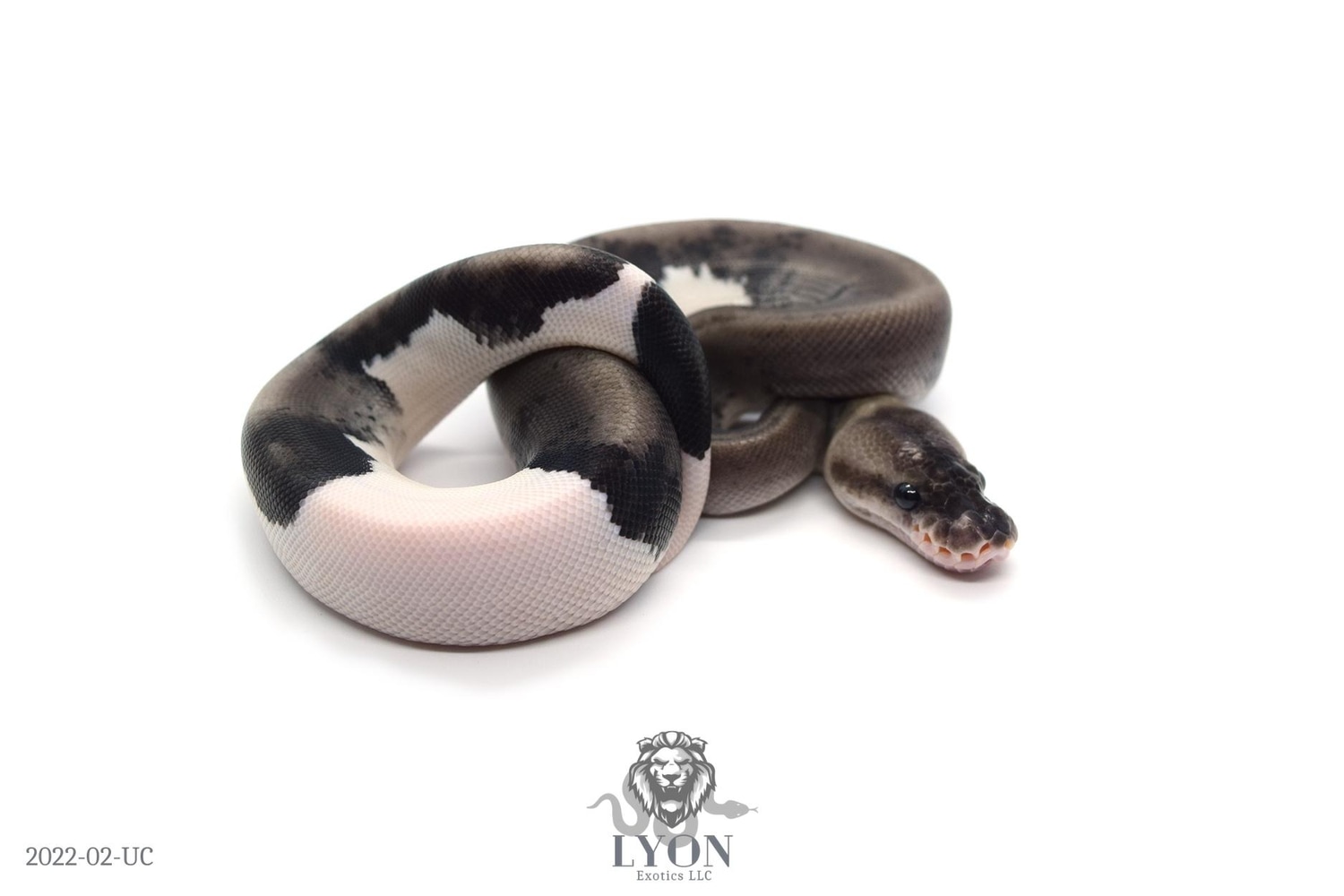 Urban Camo-Super Black Pastel Ball Python by LYON Exotics LLC - MorphMarket