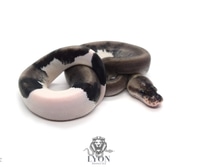 Urban Camo-Super Black Pastel Ball Python by LYON Exotics LLC - MorphMarket