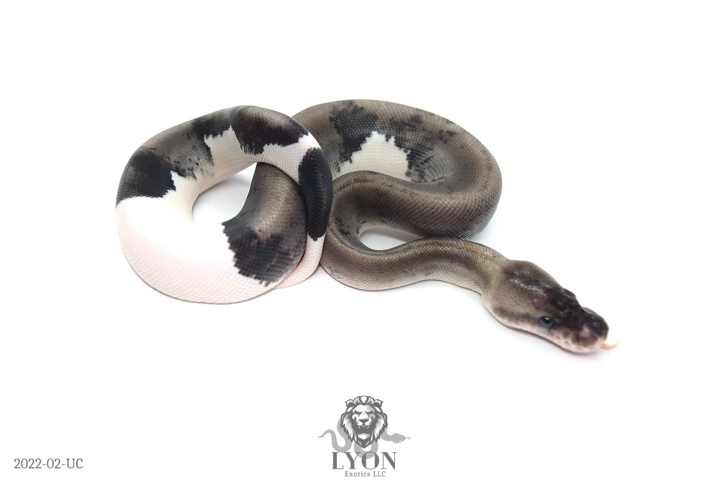 Urban Camo-Super Black Pastel Ball Python by LYON Exotics LLC - MorphMarket