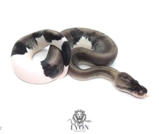 Urban Camo-Super Black Pastel Ball Python by LYON Exotics LLC - MorphMarket