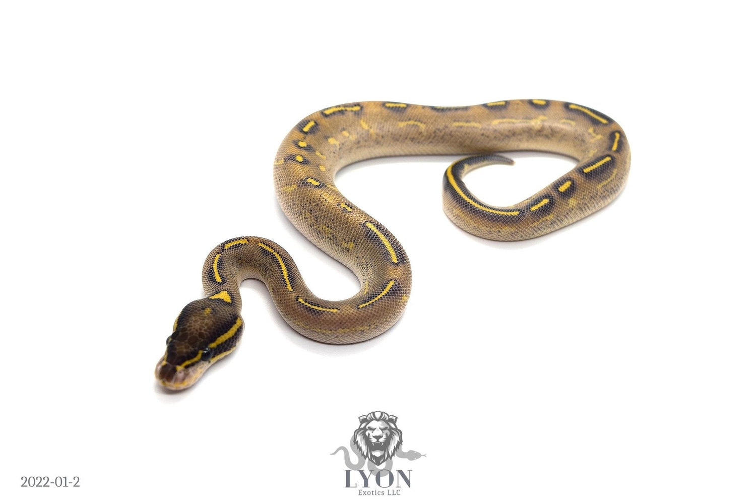 Free Shipping! Highway Ball Python by LYON Exotics LLC - MorphMarket