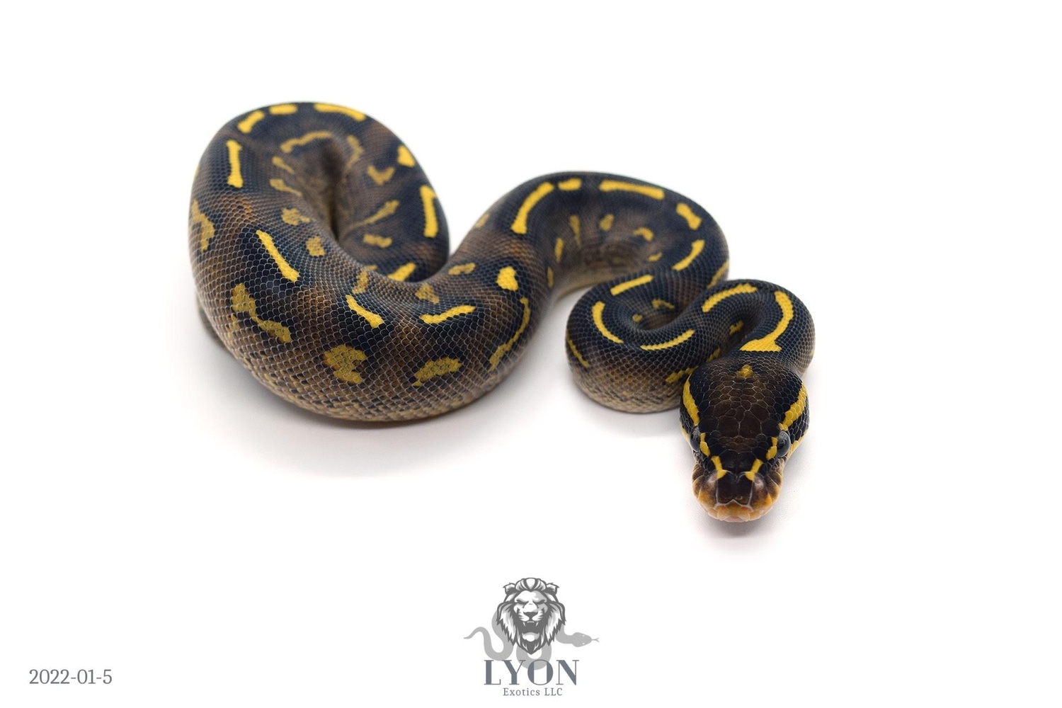 Super Gravel Ball Python by LYON Exotics LLC - MorphMarket