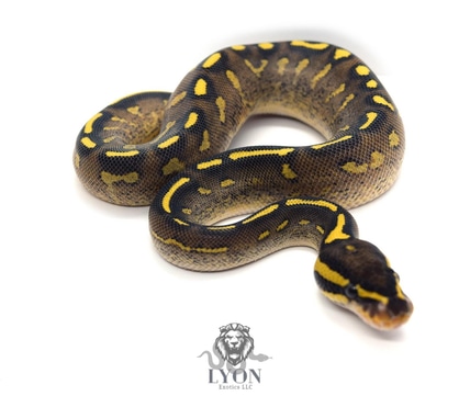Urban Camo-Super Black Pastel Ball Python by LYON Exotics LLC - MorphMarket