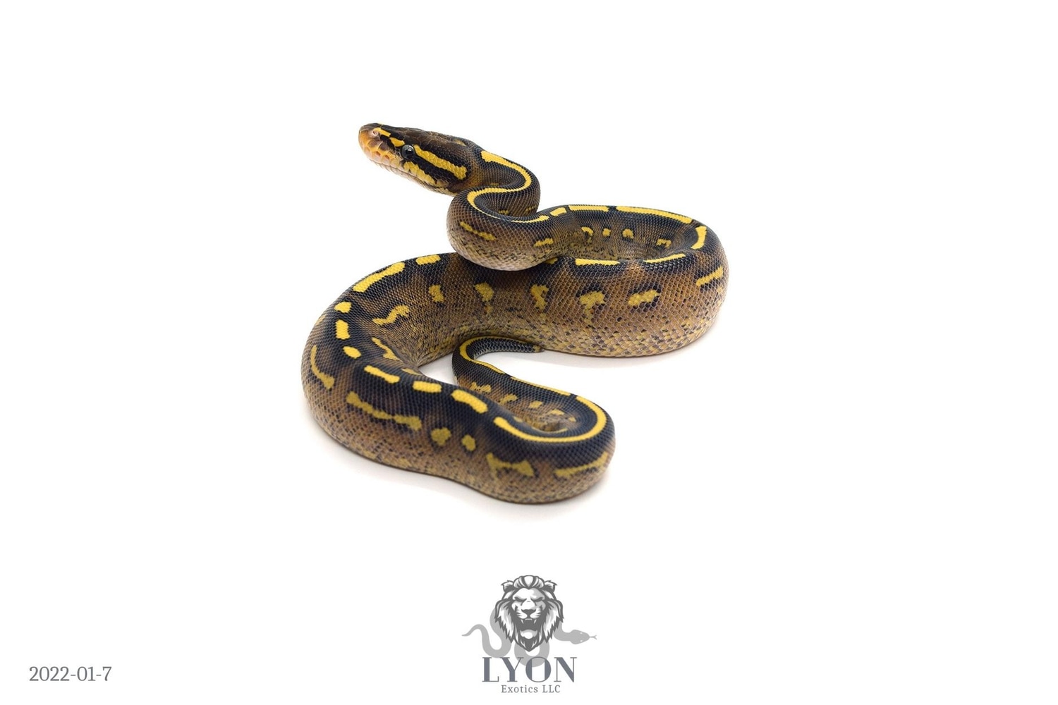 Super Gravel Ball Python by LYON Exotics LLC - MorphMarket