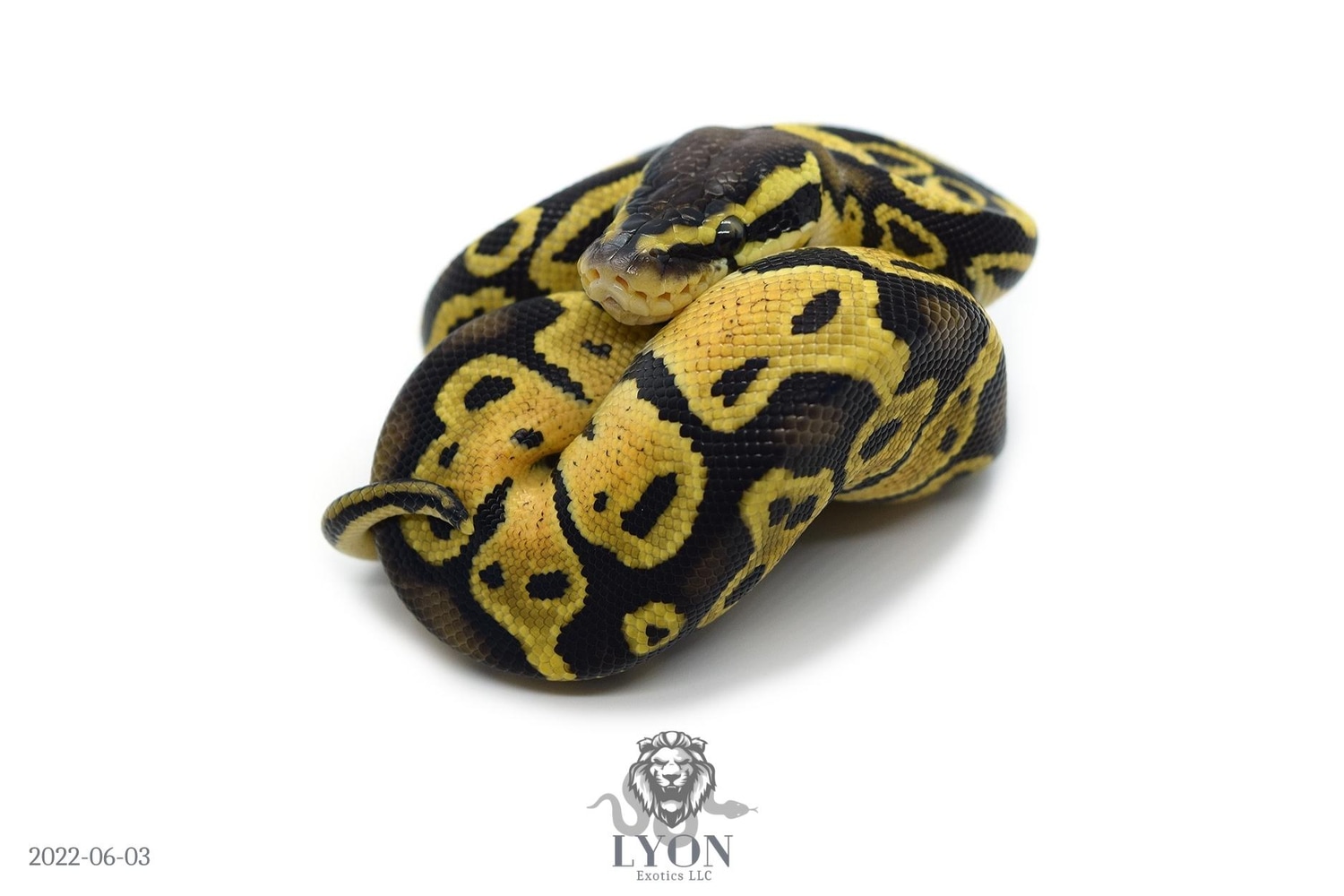 Pastel, 100% Het Pied (Poss Russo) Ball Python by LYON Exotics LLC ...