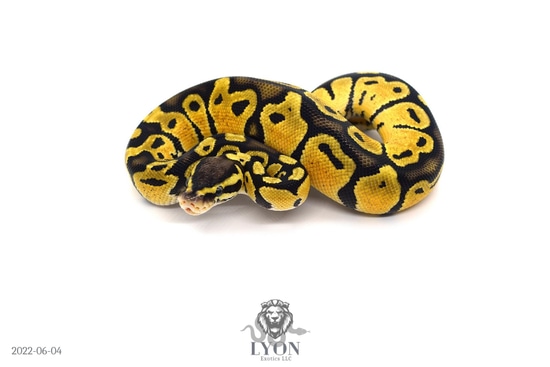 Pastel, Russo, 100% Het Pied Ball Python by LYON Exotics LLC