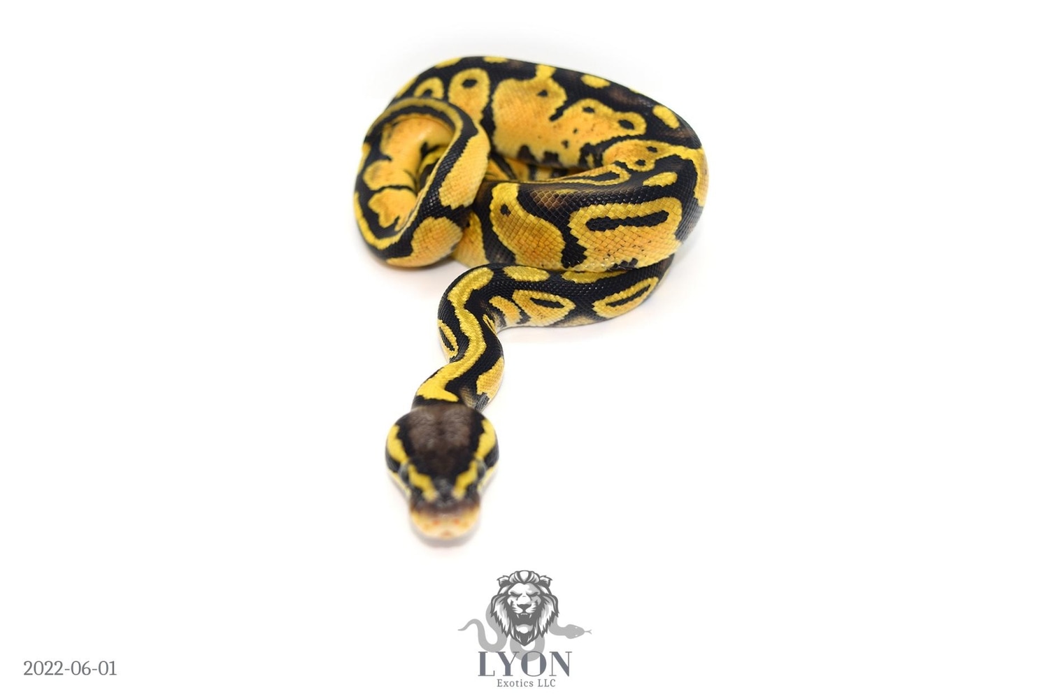 Pastel, Russo, 100% Het Pied Ball Python by LYON Exotics LLC - MorphMarket