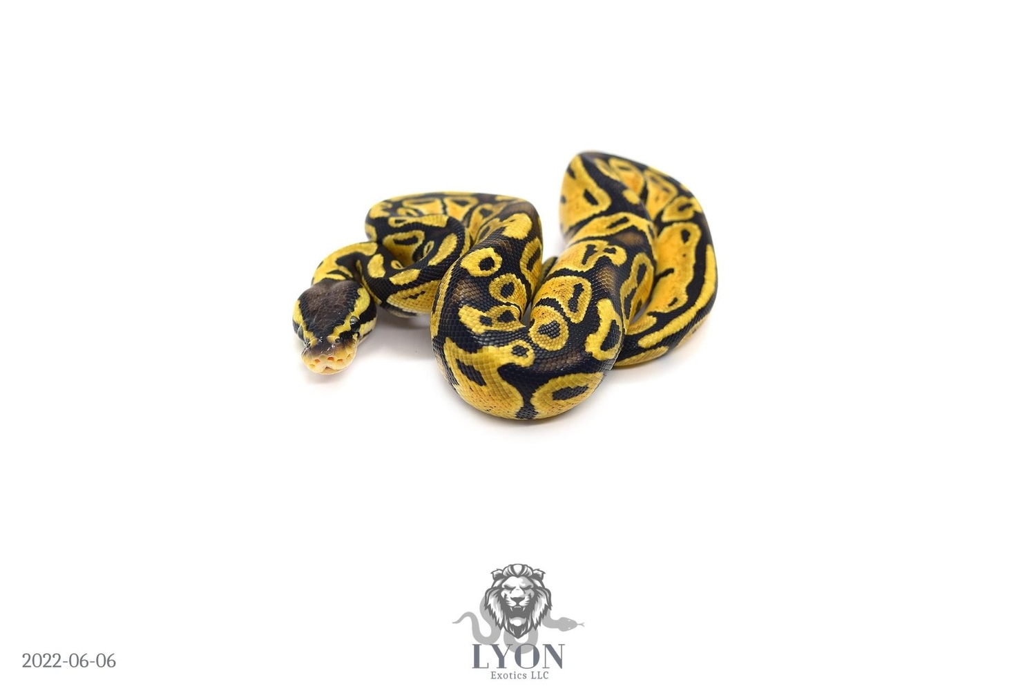 Pastel, 100% Het Pied (Poss Russo) Ball Python by LYON Exotics LLC ...