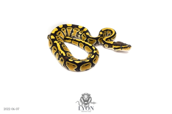 Russo, 100% Het Pied Ball Python by LYON Exotics LLC