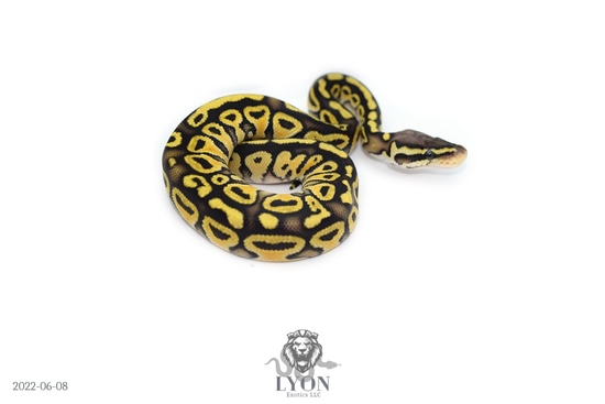 Pastel, Russo, 100% Het Pied (Free Shipping!!) Ball Python by LYON ...