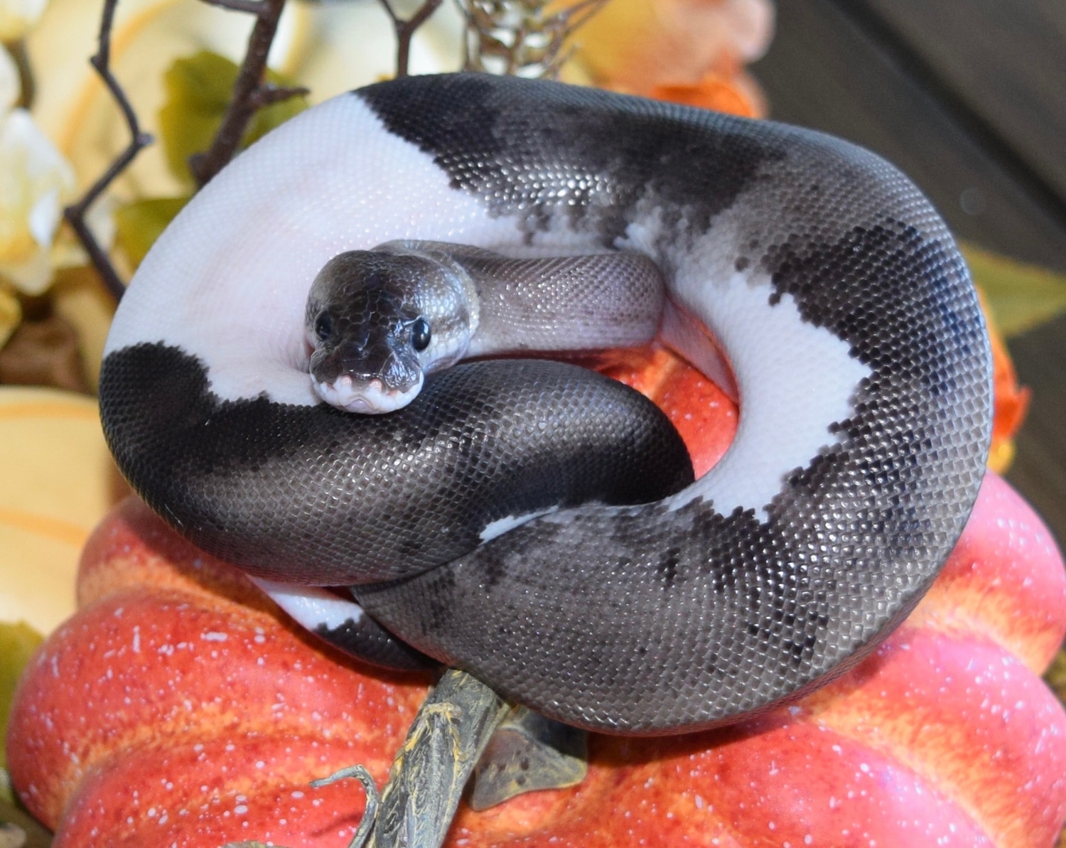 Urban Camo-Super Black Pastel Ball Python by LYON Exotics LLC - MorphMarket