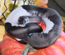 Super Urban Camo Ball Python by LYON Exotics LLC - MorphMarket