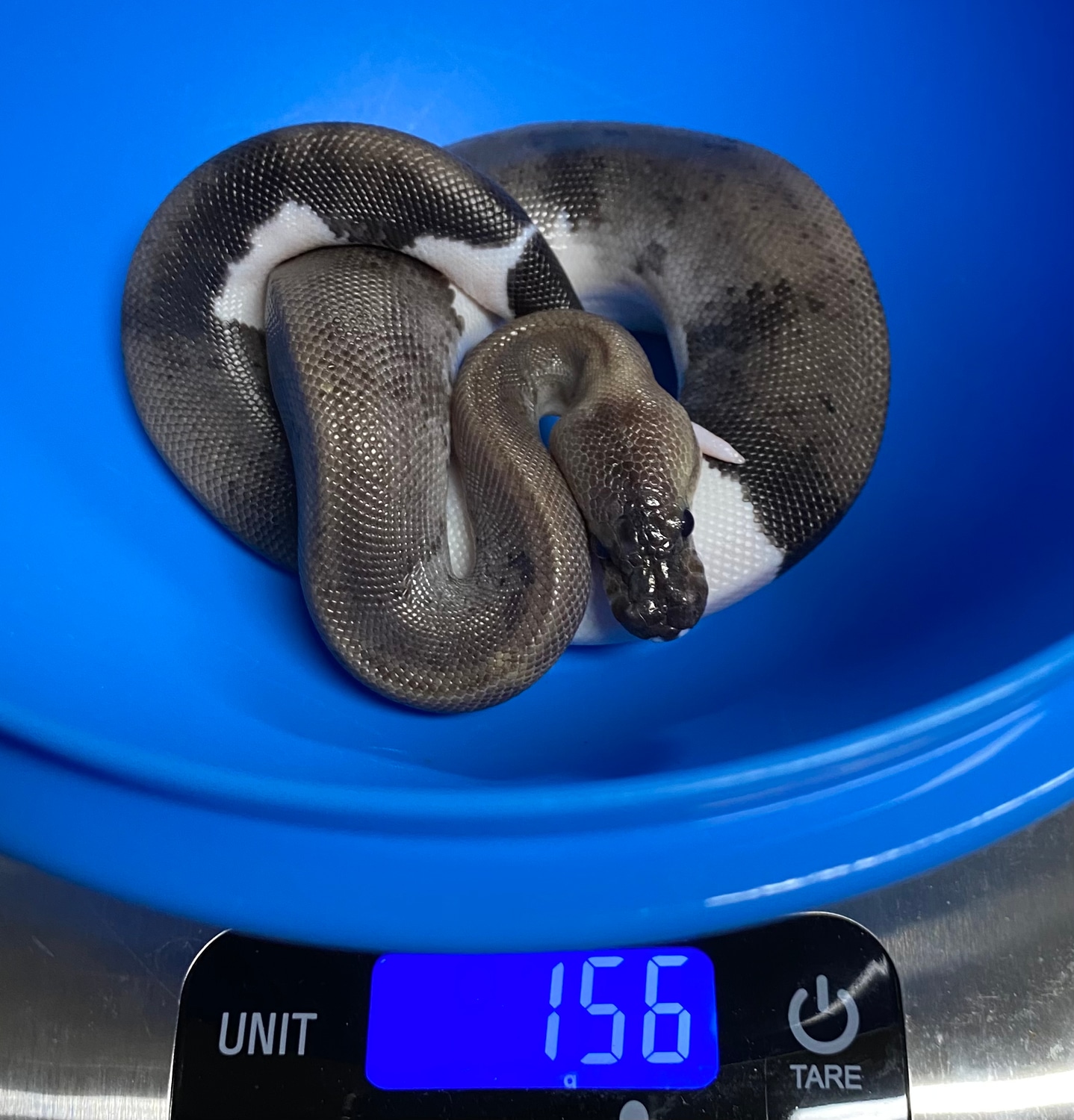 Super Urban Camo Ball Python by LYON Exotics LLC - MorphMarket