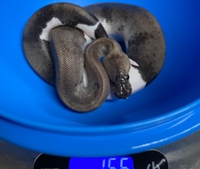 Super Urban Camo Ball Python by LYON Exotics LLC - MorphMarket