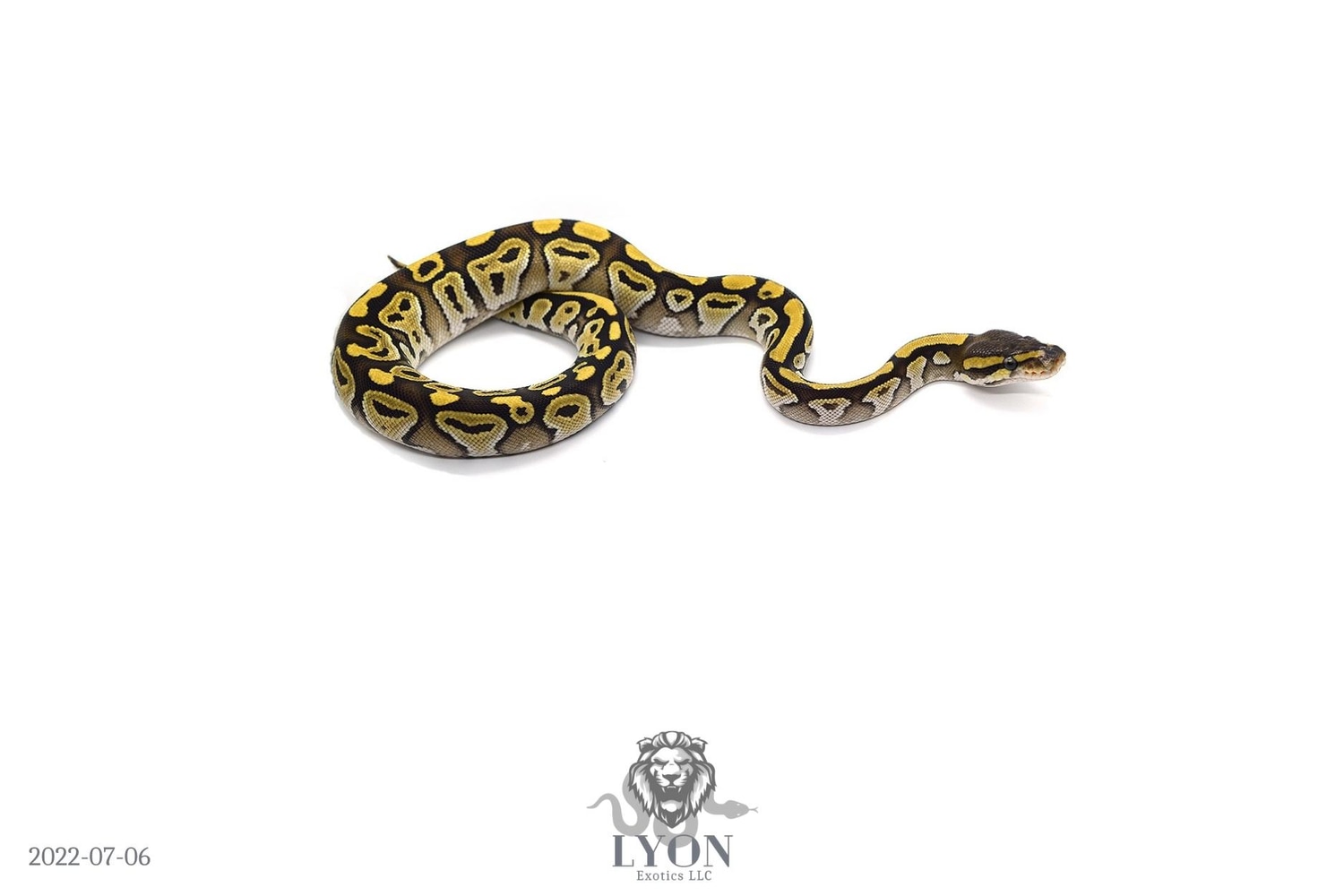 Mojave, 100% Het Pied (Poss Pastel) Ball Python by LYON Exotics LLC ...