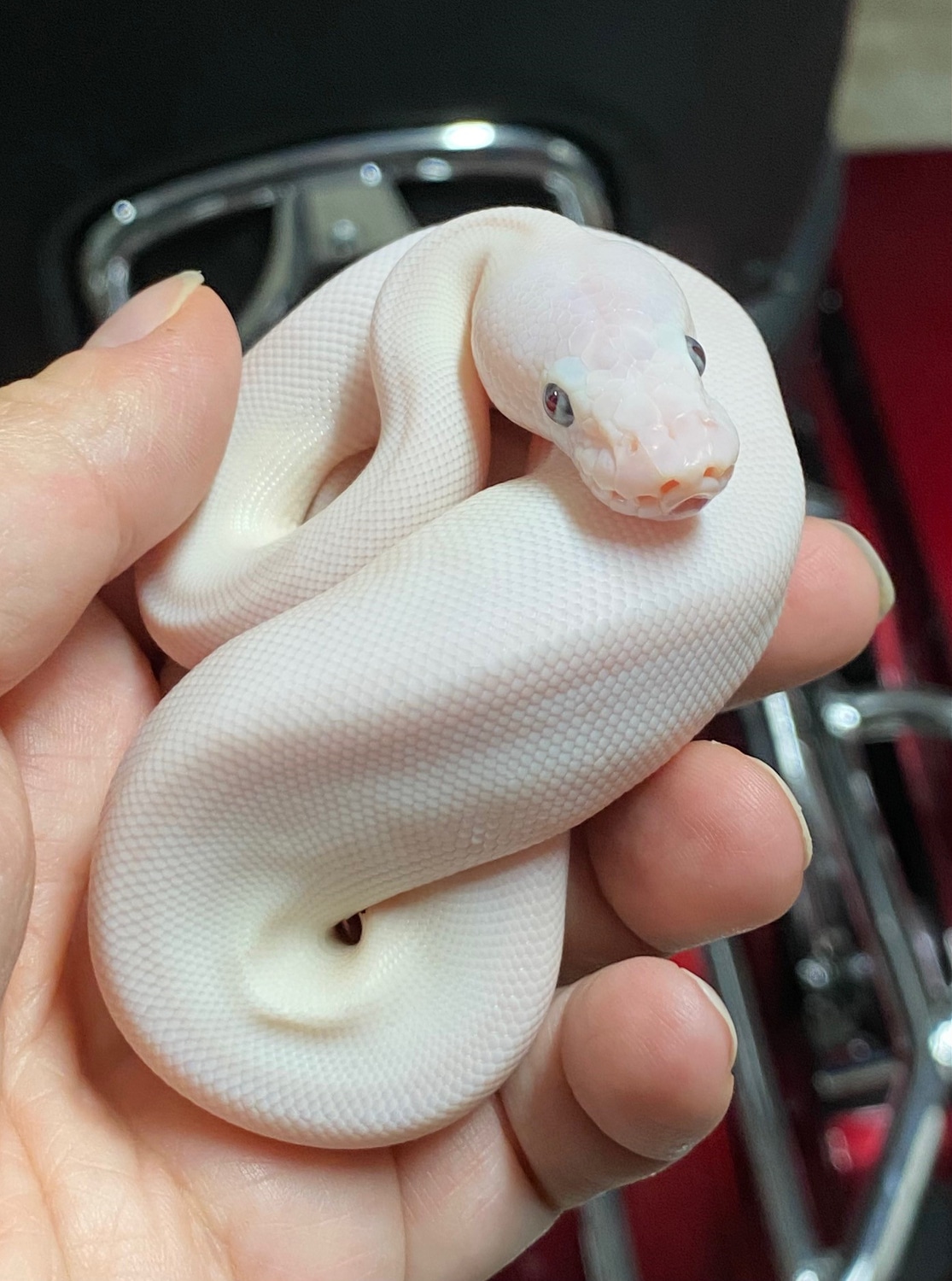 BEL (Mojave/Lesser) Ball Python by LYON Exotics LLC - MorphMarket US ...