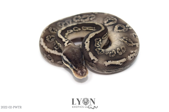 Black Pewter, Sandblast, 50% Het Pied Ball Python by LYON Exotics LLC