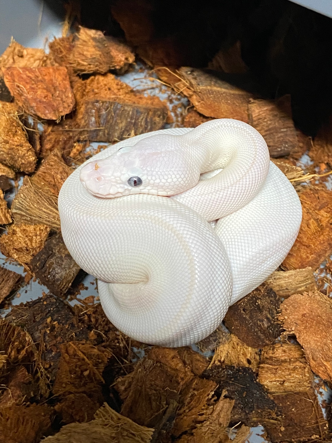 BEL (Mojave/Lesser) Ball Python by LYON Exotics LLC - MorphMarket