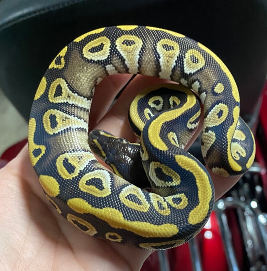 Mojave Ball Python by LYON Exotics LLC
