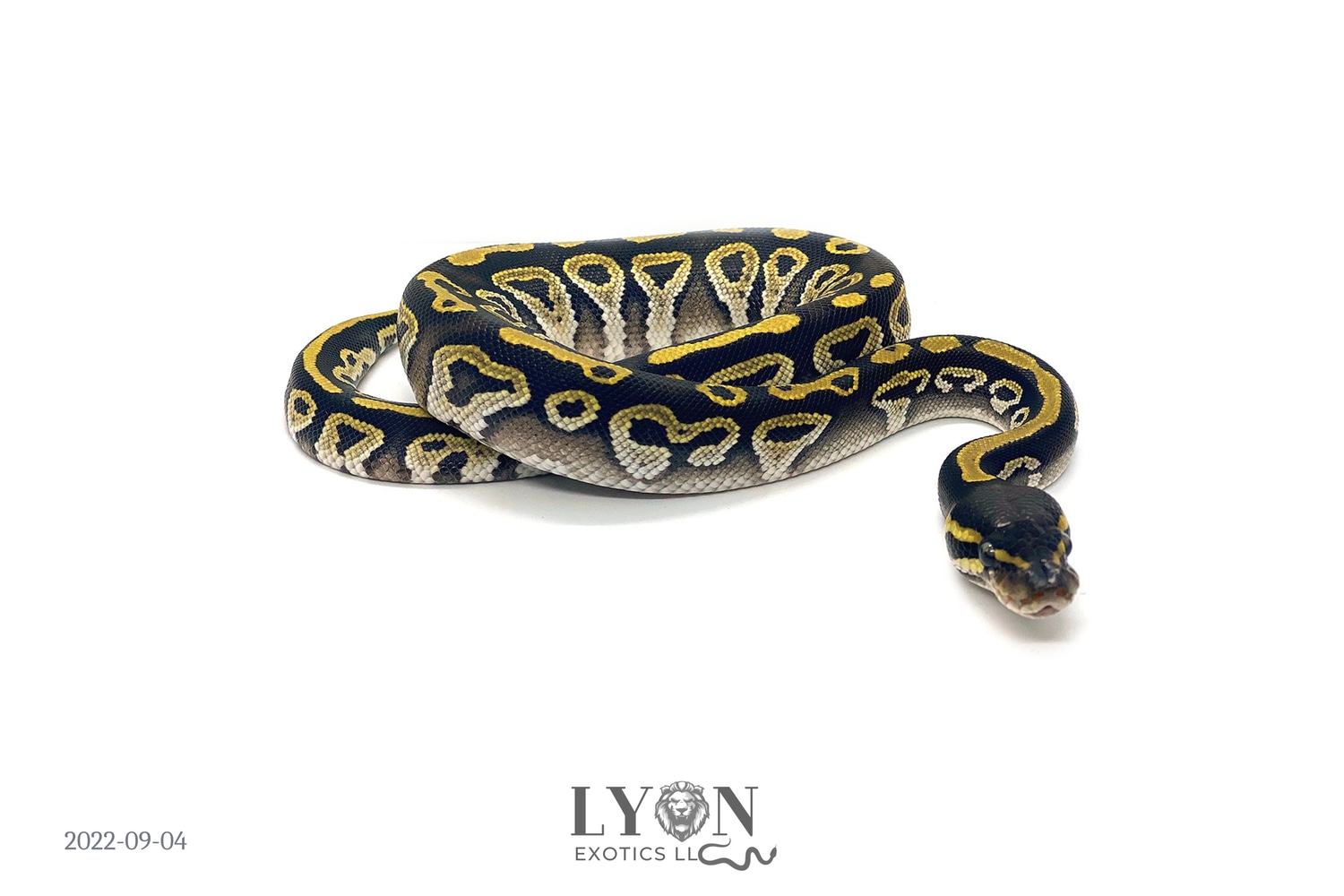 Mojave Ball Python by LYON Exotics LLC - MorphMarket