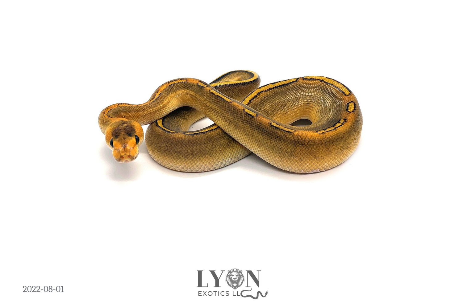 Champagne Gravel Ball Python by LYON Exotics LLC - MorphMarket