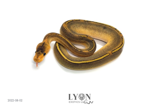 Champagne Gravel Ball Python by LYON Exotics LLC