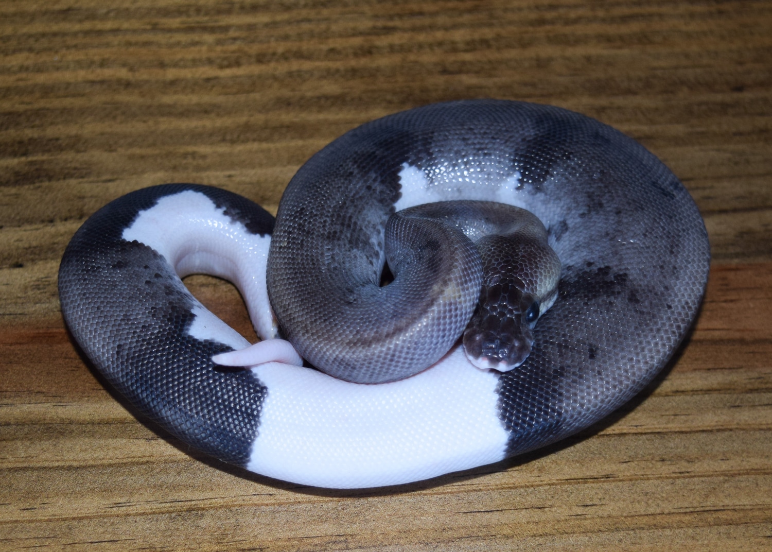 Urban Camo-Super Black Pastel Ball Python by LYON Exotics LLC - MorphMarket