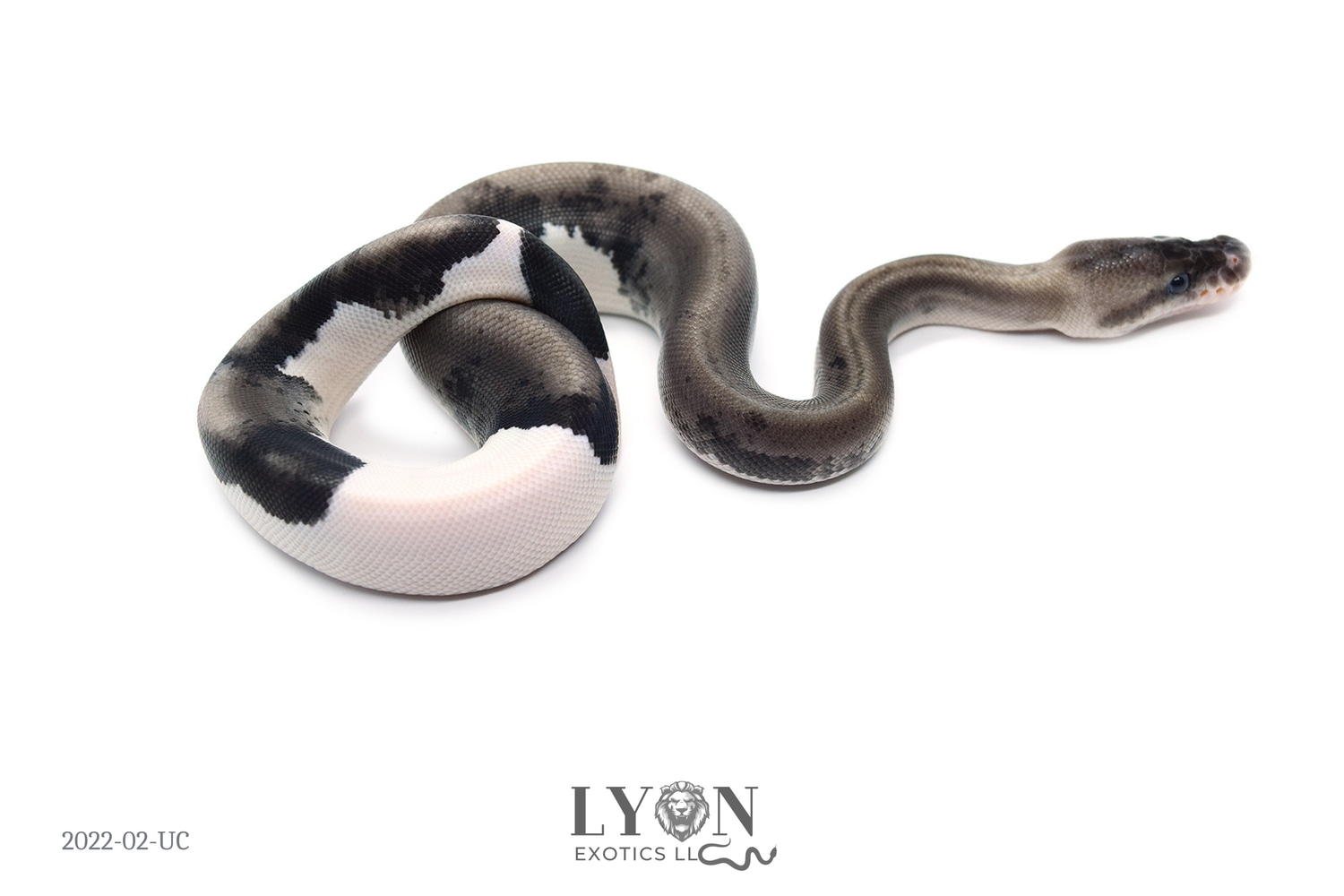Urban Camo-Super Black Pastel Ball Python by LYON Exotics LLC - MorphMarket