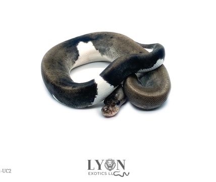 Urban Camo-Super Black Pastel Ball Python by LYON Exotics LLC - MorphMarket