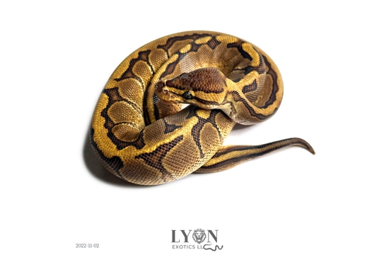 Enchi Pin Het DG, 50% Het Hypo Ball Python by LYON Exotics LLC