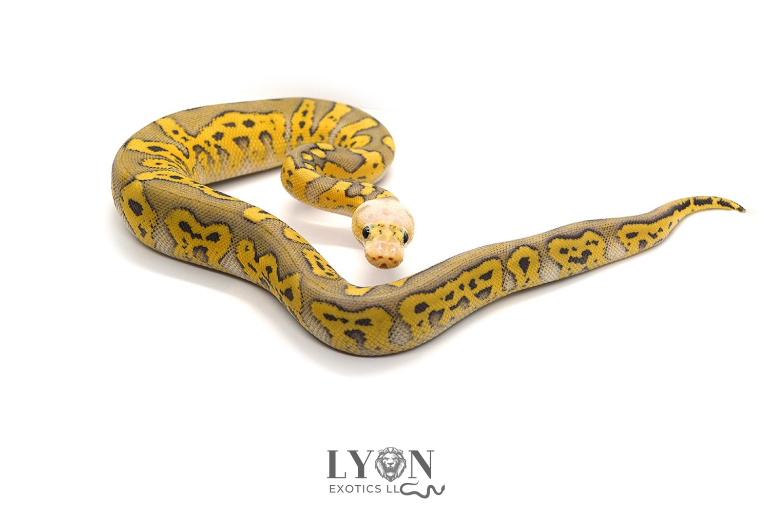 Pastel, YB, Clown (Probable Red Stripe) Ball Python by LYON Exotics LLC ...