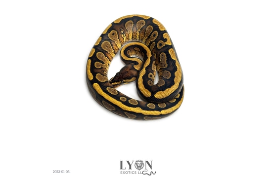 Red Stripe, YB, Het Clown Ball Python by LYON Exotics LLC