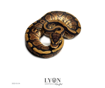 Urban Camo-Super Black Pastel Ball Python by LYON Exotics LLC - MorphMarket
