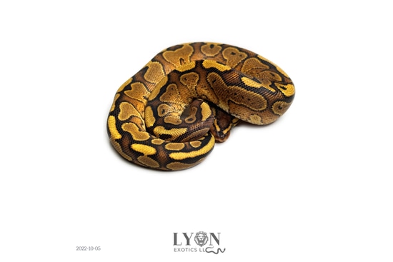 Enchi, Red Stripe, Yellow Belly, Het Clown Ball Python by LYON Exotics LLC
